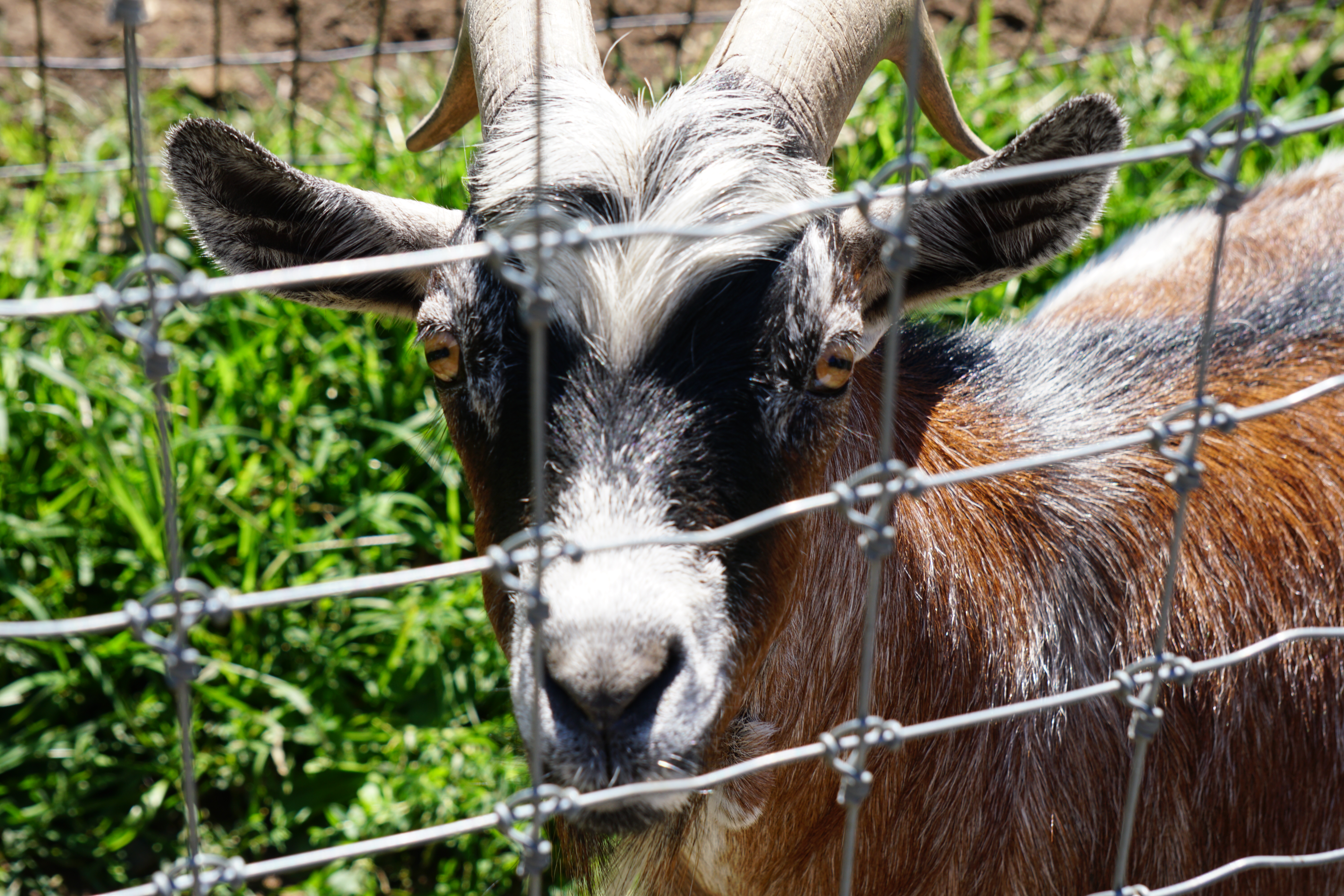 Calico Goat | Penelope Peru Photography