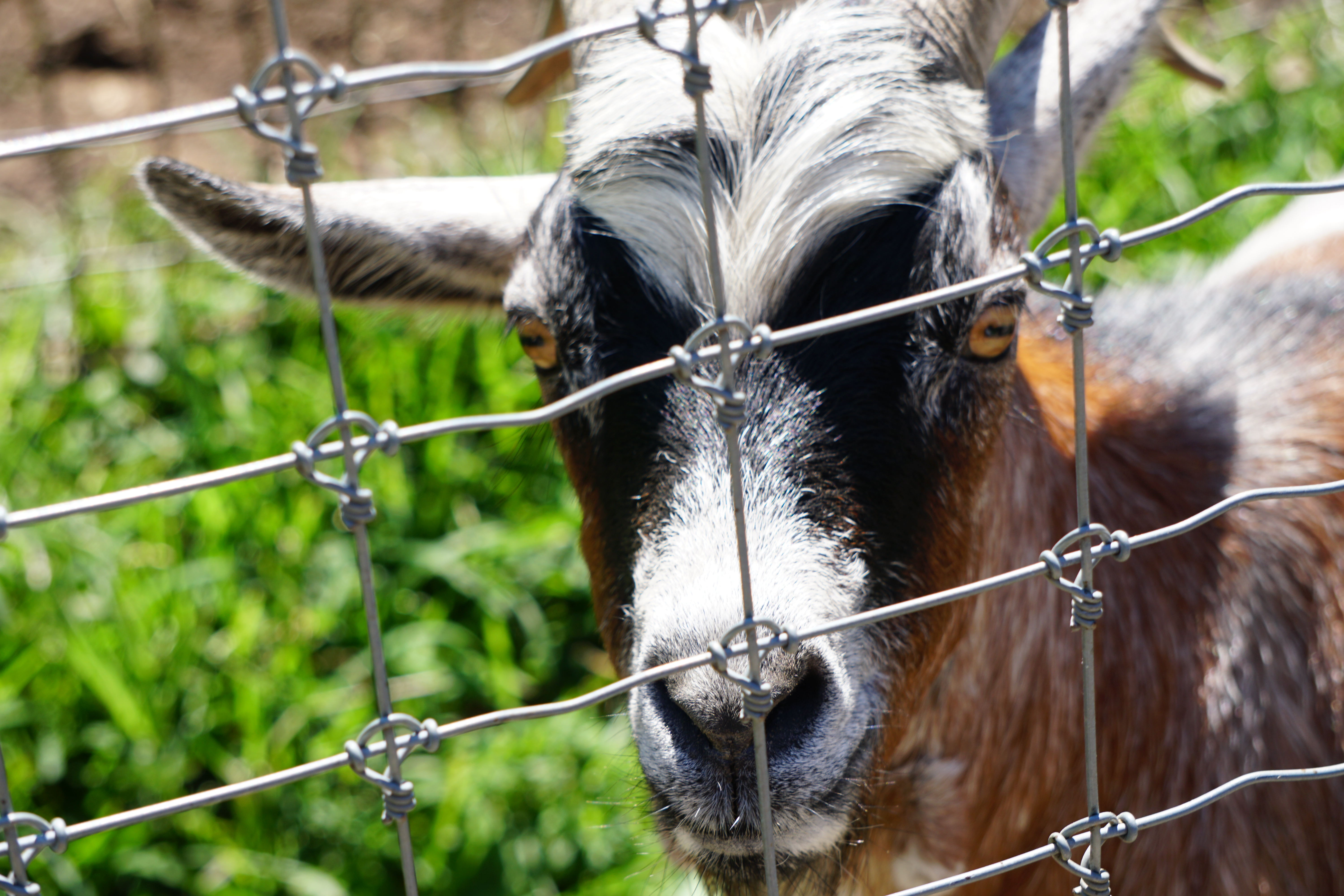 Calico Goat | Penelope Peru Photography