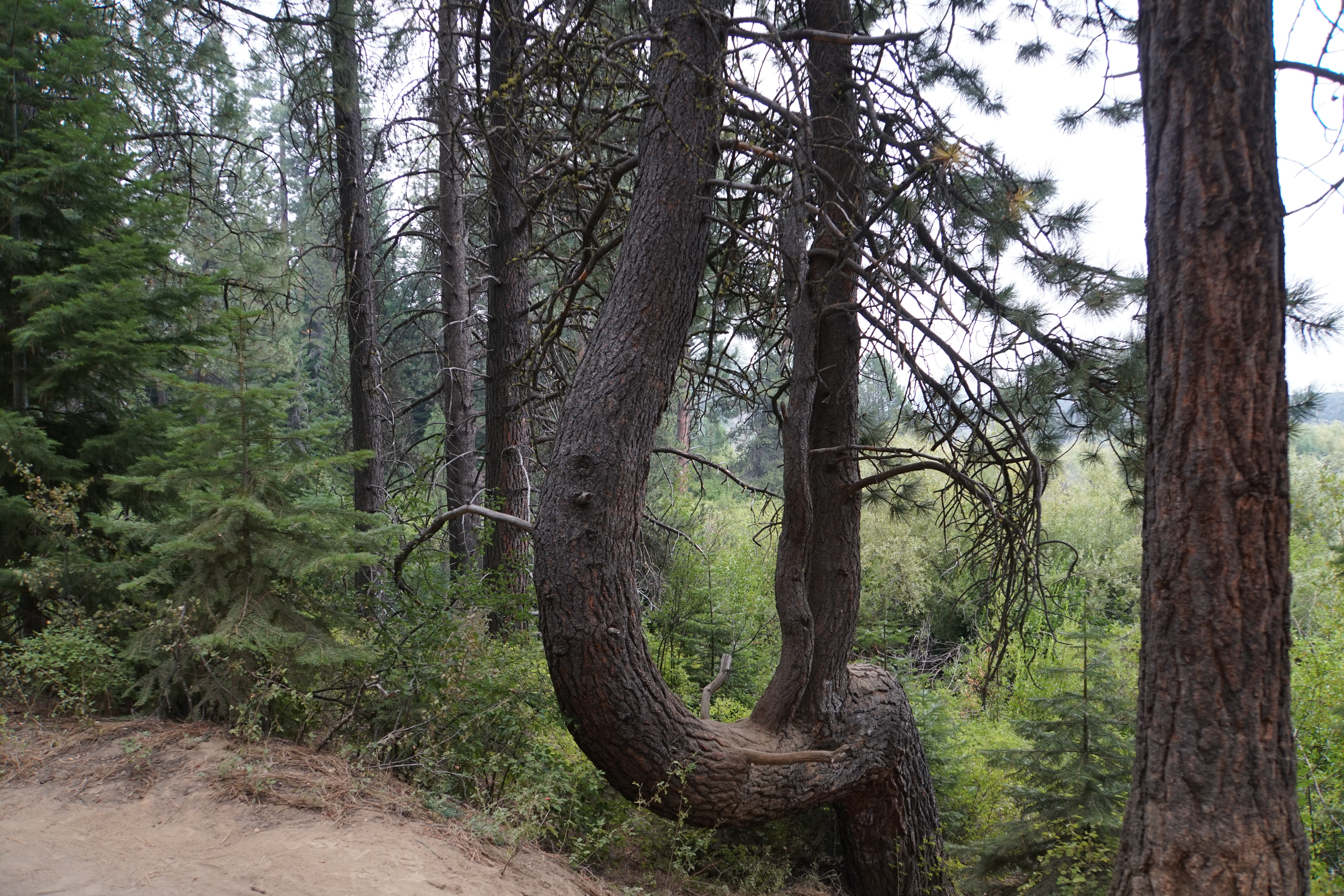 Wavy Tree | Penelope Peru Photography