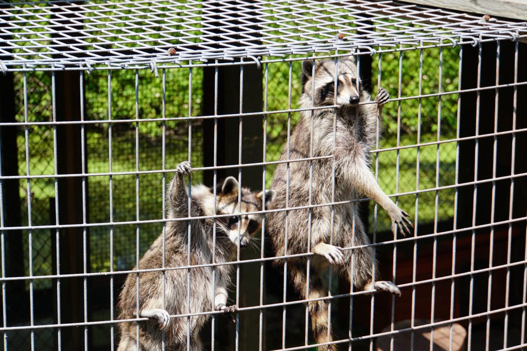 Raccoons at the Pocono Snake and Animal Farm | Penelope Peru Photography