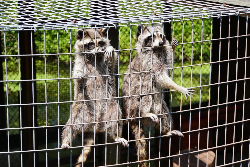 Raccoons at the Pocono Snake and Animal Farm | Penelope Peru Photography