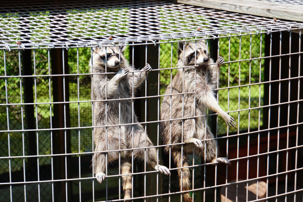 Raccoons at the Pocono Snake and Animal Farm | Penelope Peru Photography