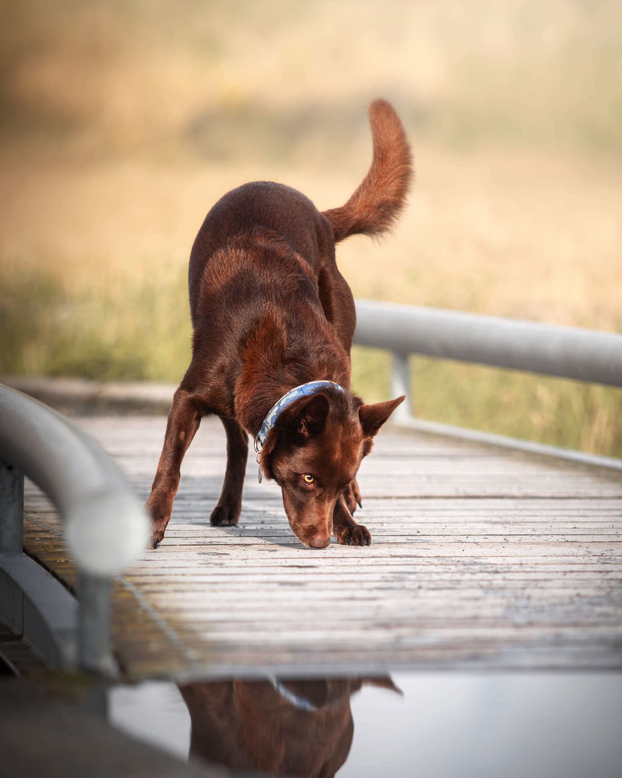 Knæk koden på din Nose Work problemstilling - PowerDog