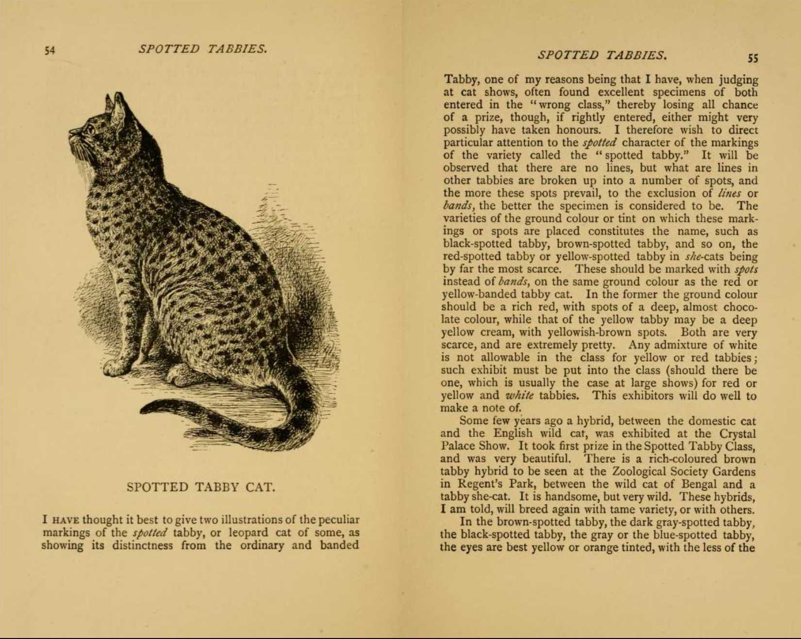 The history of the bengal cat