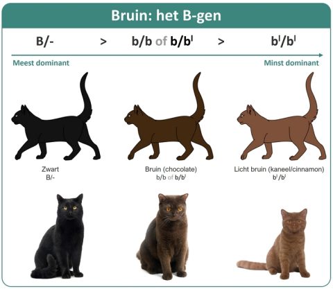 Cat genetics