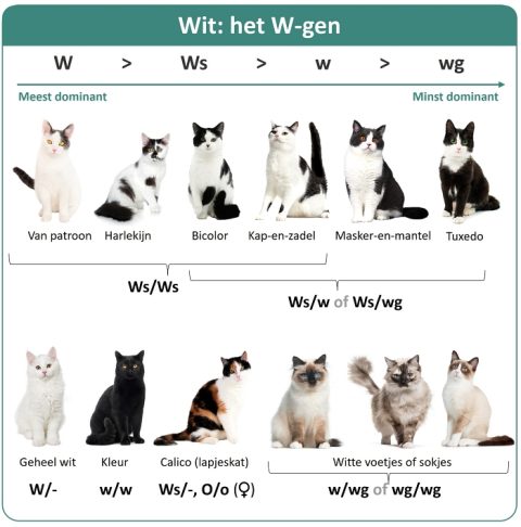 Cat genetics