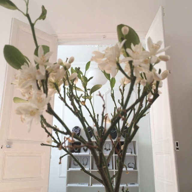 Orange Blossoms @publicimagepr Fiore di Zagara #flowerpower #perfume # ...