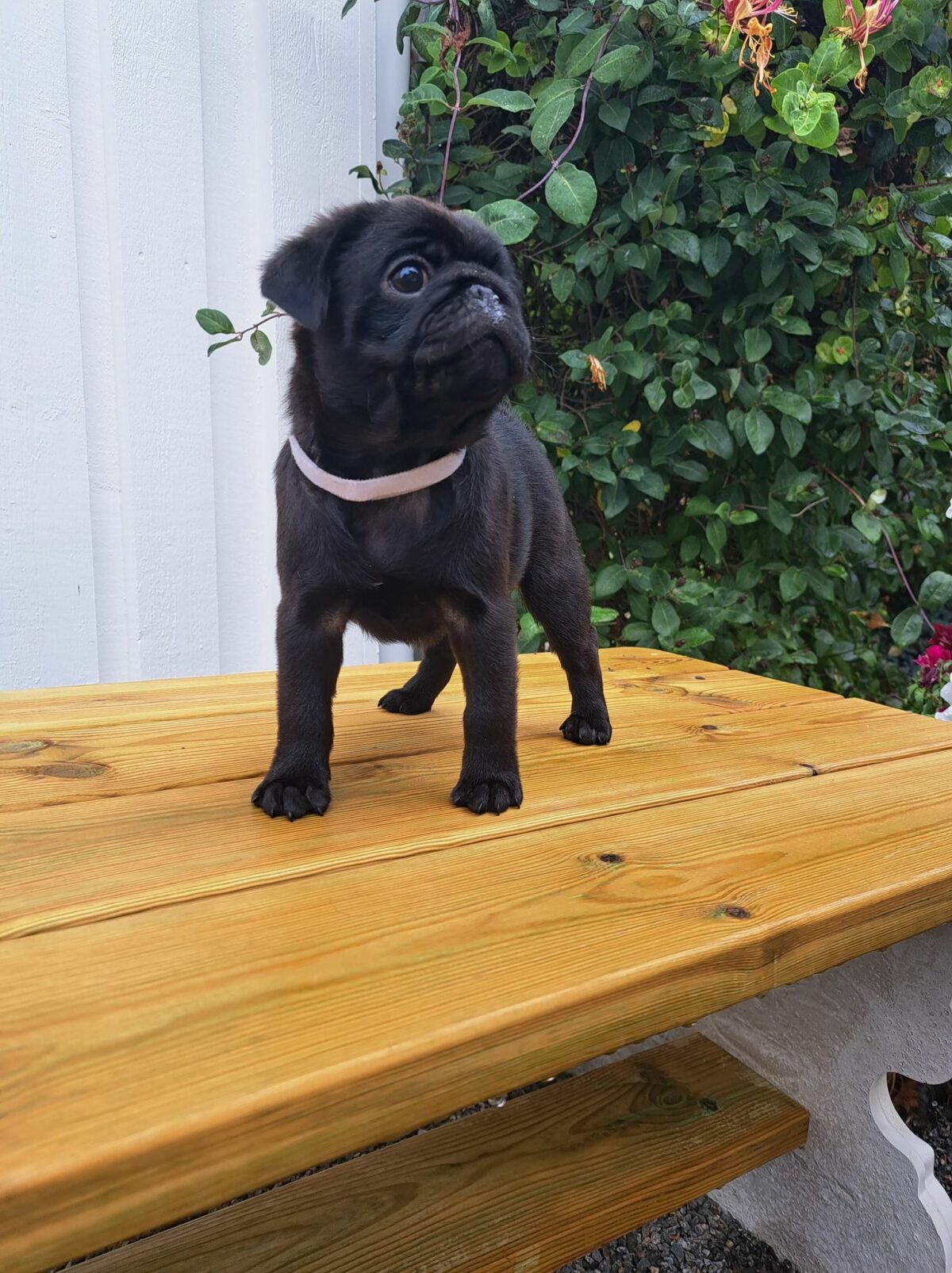 svart mopsvalp – Tax- och mopskennel, uppfödning av dvärgtax och svart mops