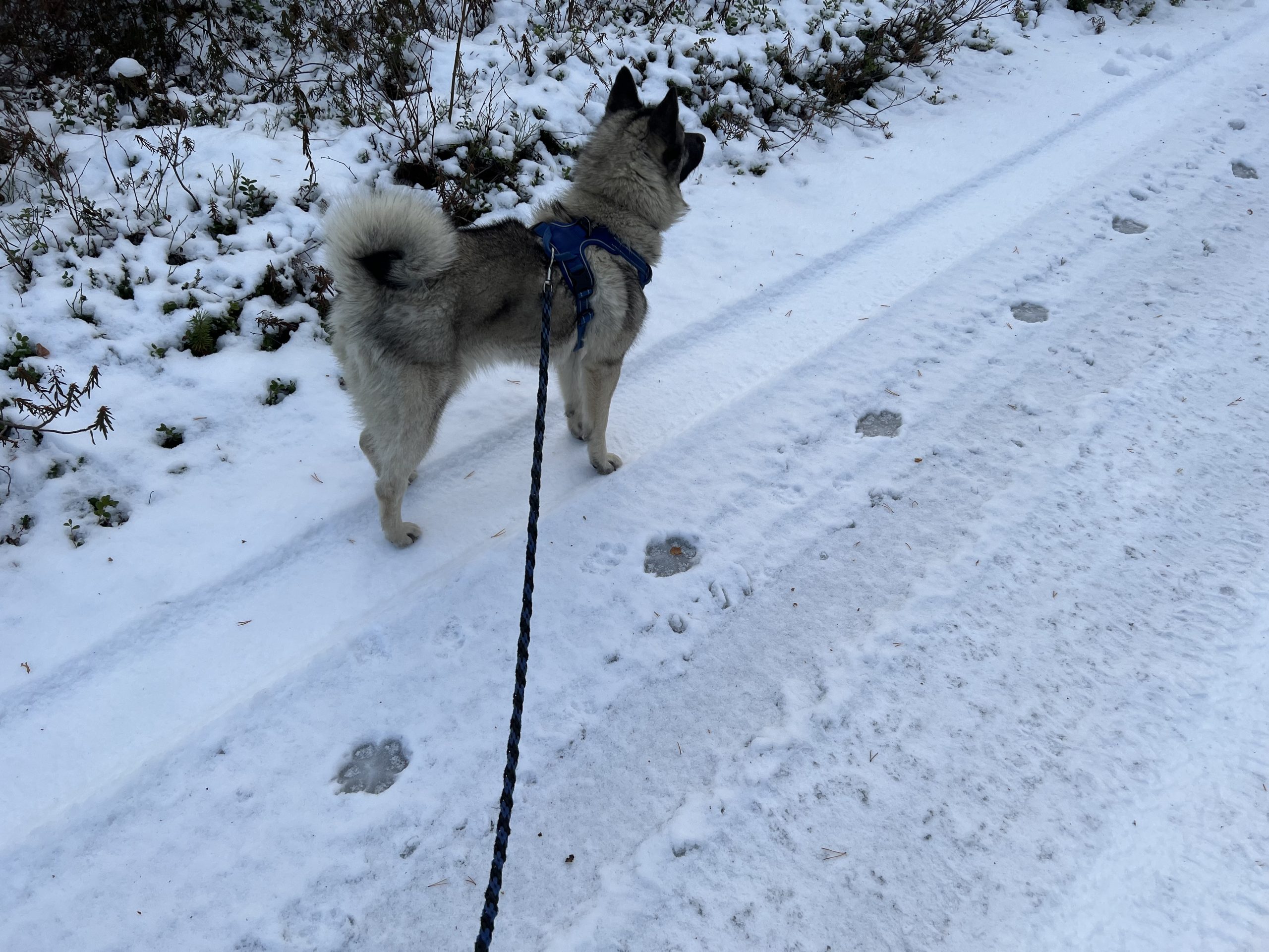 Etter 75 år er ulven tilbake igjen – Randaposten
