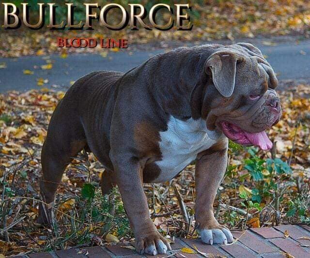 Dekkingen - RebelBullys