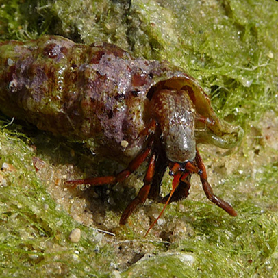 Clibanarius Caribbean - Reef Stock -Saltwater Aquarium stock