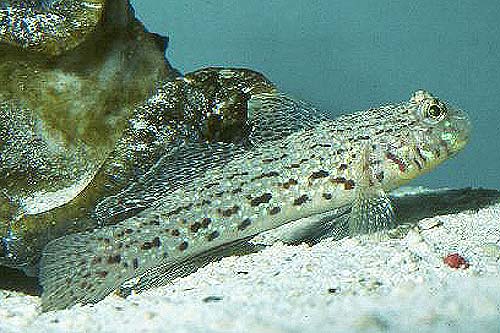 valenciennea Blue Marble Goby - Reef Stock -Saltwater Aquarium stock