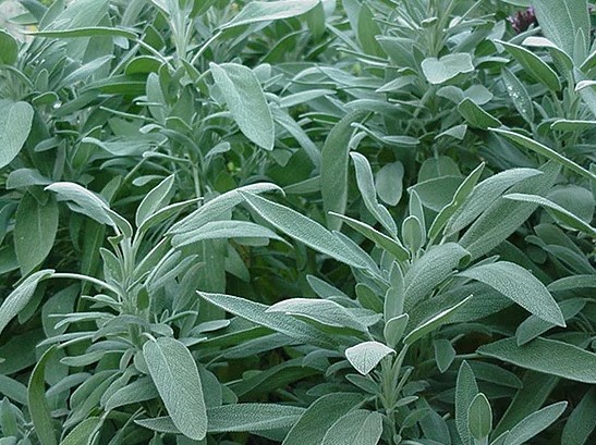 Sherbela e egër dhe dobitë e saj në kurimin e shumë sëmundjeve ...