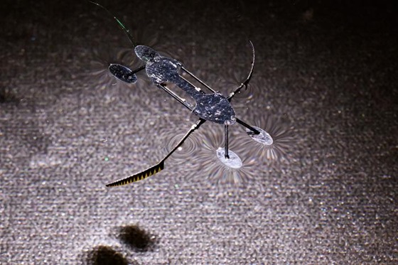 ‘Smallest, lightest, fastest’ robot developed - Rockingrobots ‘Smallest, lightest, fastest’ robot developed - Rockingrobots