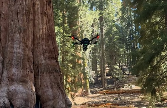 Drone inspects world's largest tree - Rockingrobots