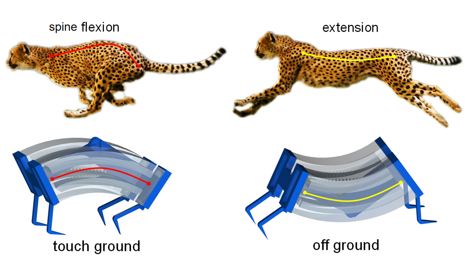 Cheetah is inspiratie voor snelle robot - Rockingrobots