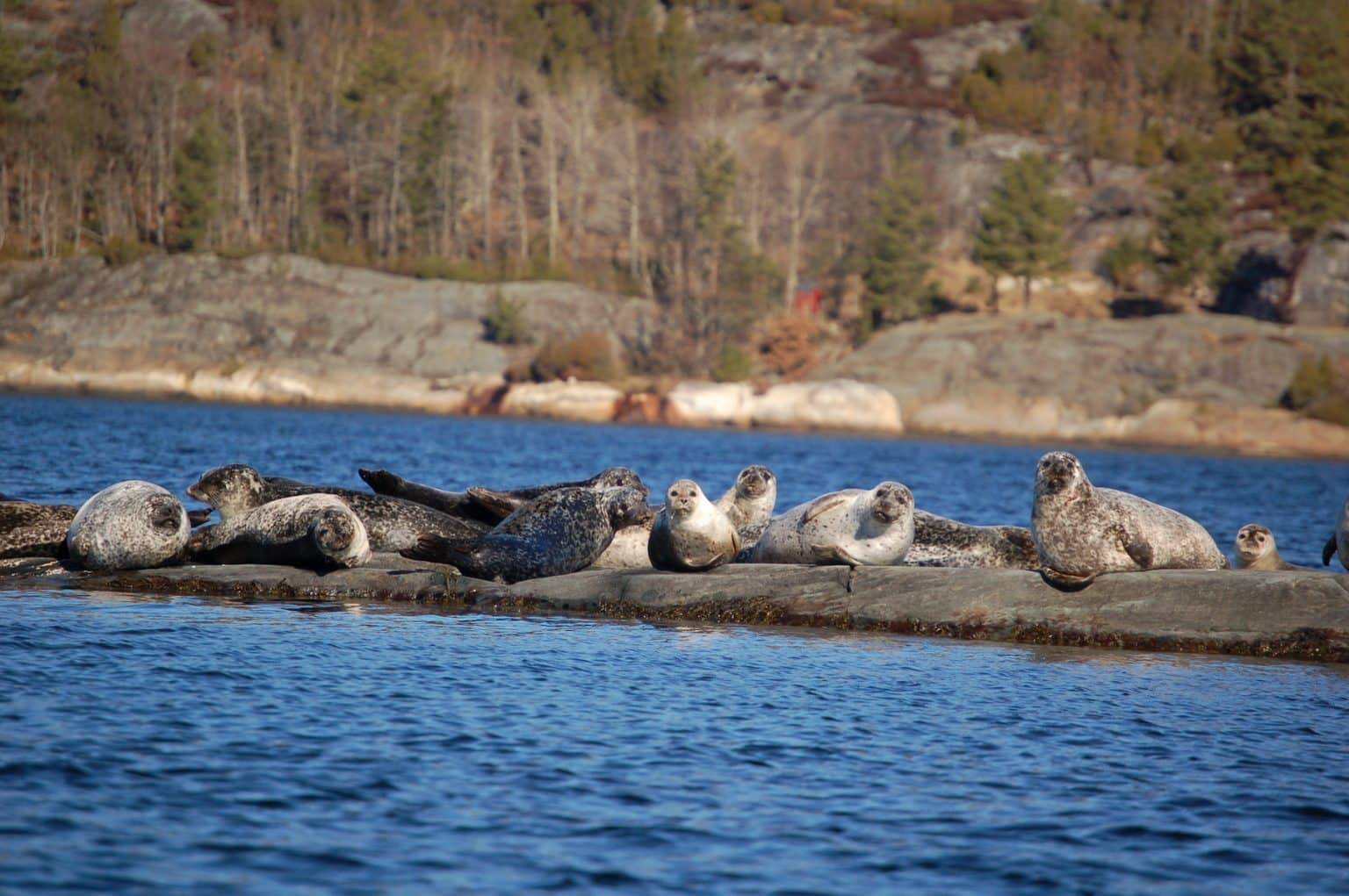 Risør - aktiviteter i den hvite byen ved Skagerak - Rundtekvator