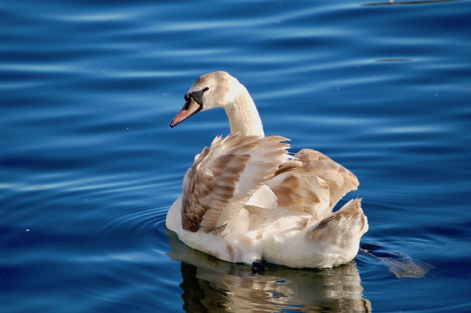 Risør - aktiviteter i den hvite byen ved Skagerak - Rundtekvator