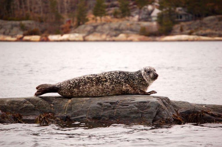 Risør - aktiviteter i den hvite byen ved Skagerak - Rundtekvator