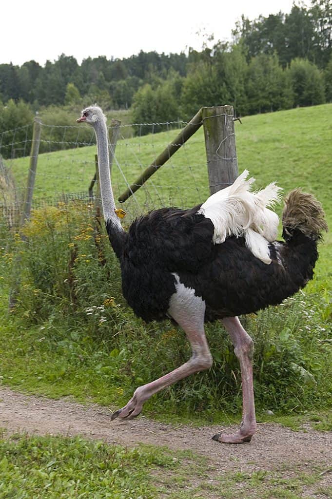 Strutsarna – Sahlins Struts