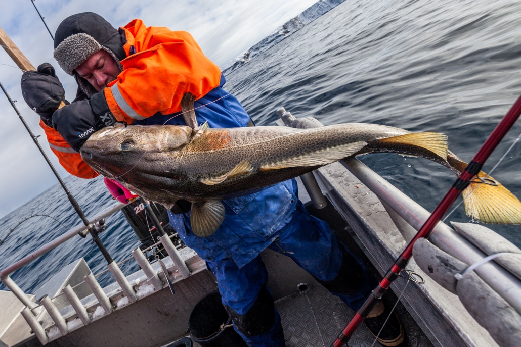 HAVFISKE - Sandland Brygge