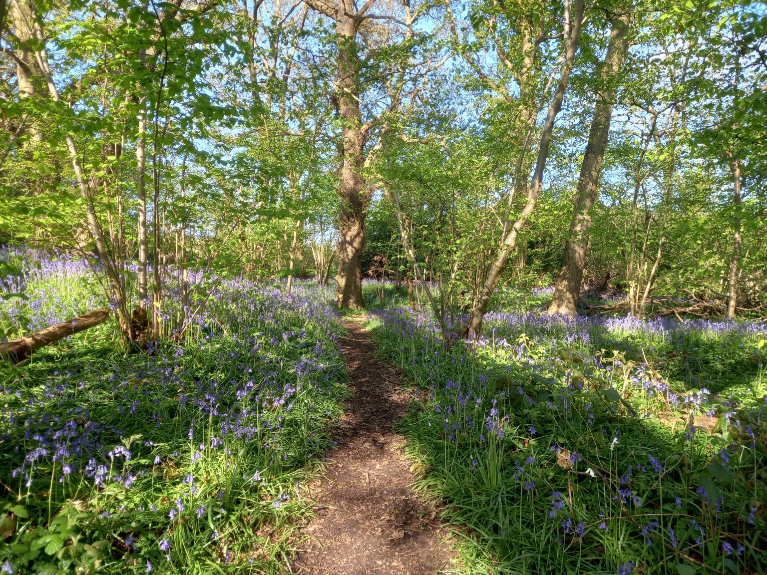 Save the Blean – No to 2,000 houses