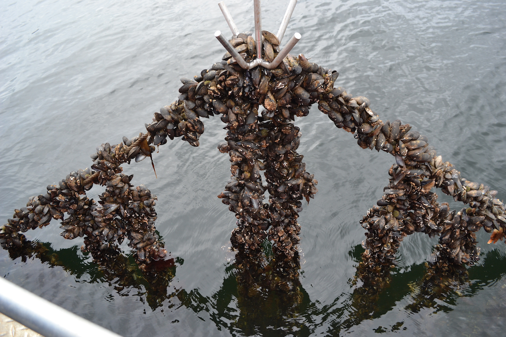 Vår mussla | Scanfjord