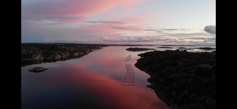 Musselodlarna - Scanfjord - Svenssons Nyheter - Njord