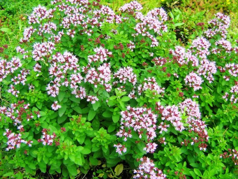 Marjolein, Majoraan en Oregano, wat is het verschil?