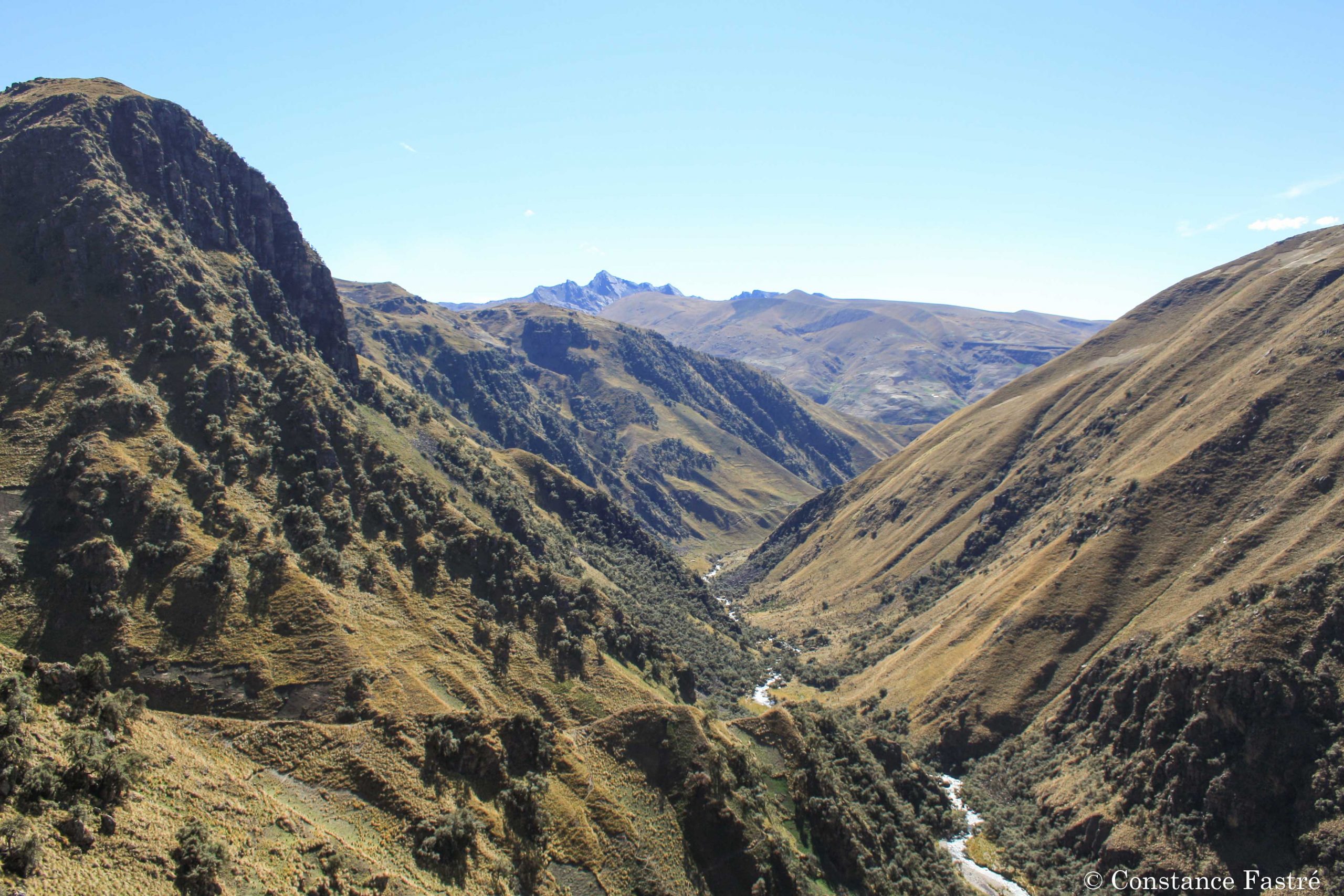 Reconciling biodiversity conservation with ecosystem services to save ...