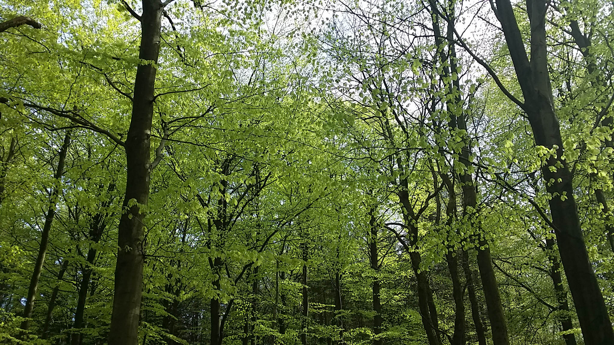 Skovmotionisterne