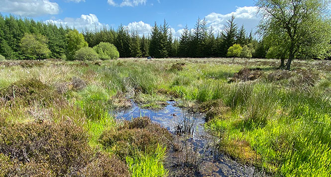Beam Suntory partners with RSPB to restore peatland - SLR