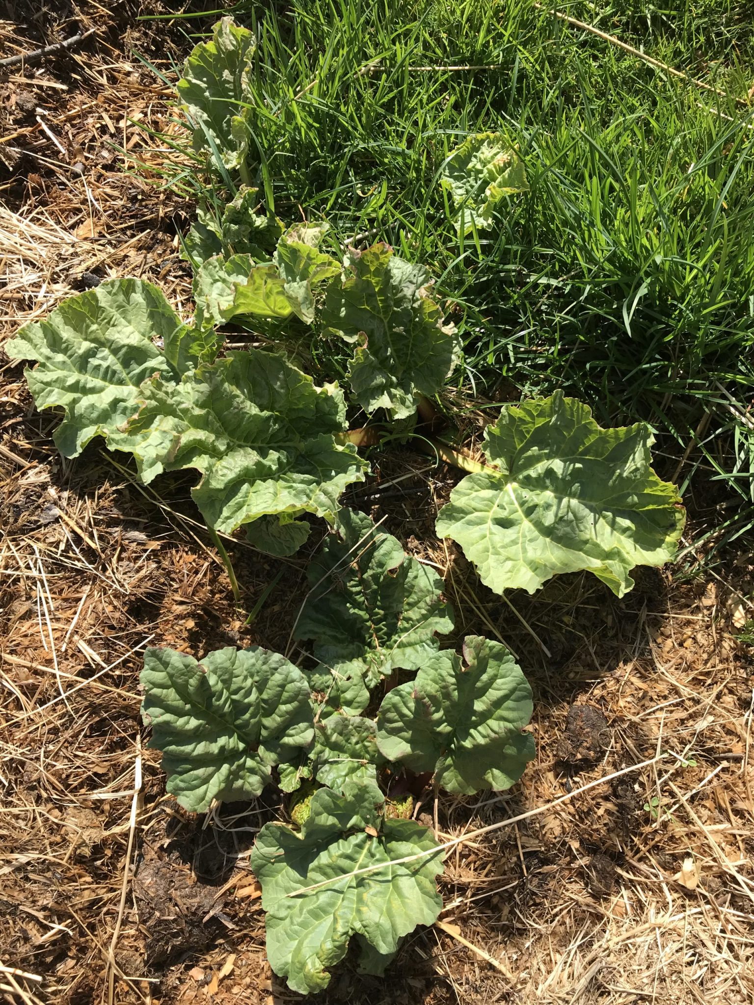 Rabarbra – en lettstelt og matnyttig staude! – Småbruket i skjærgården