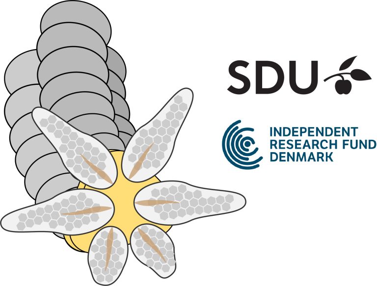Sdu Soft Robotics A Research Lab At Sdu Biorobotics University Of