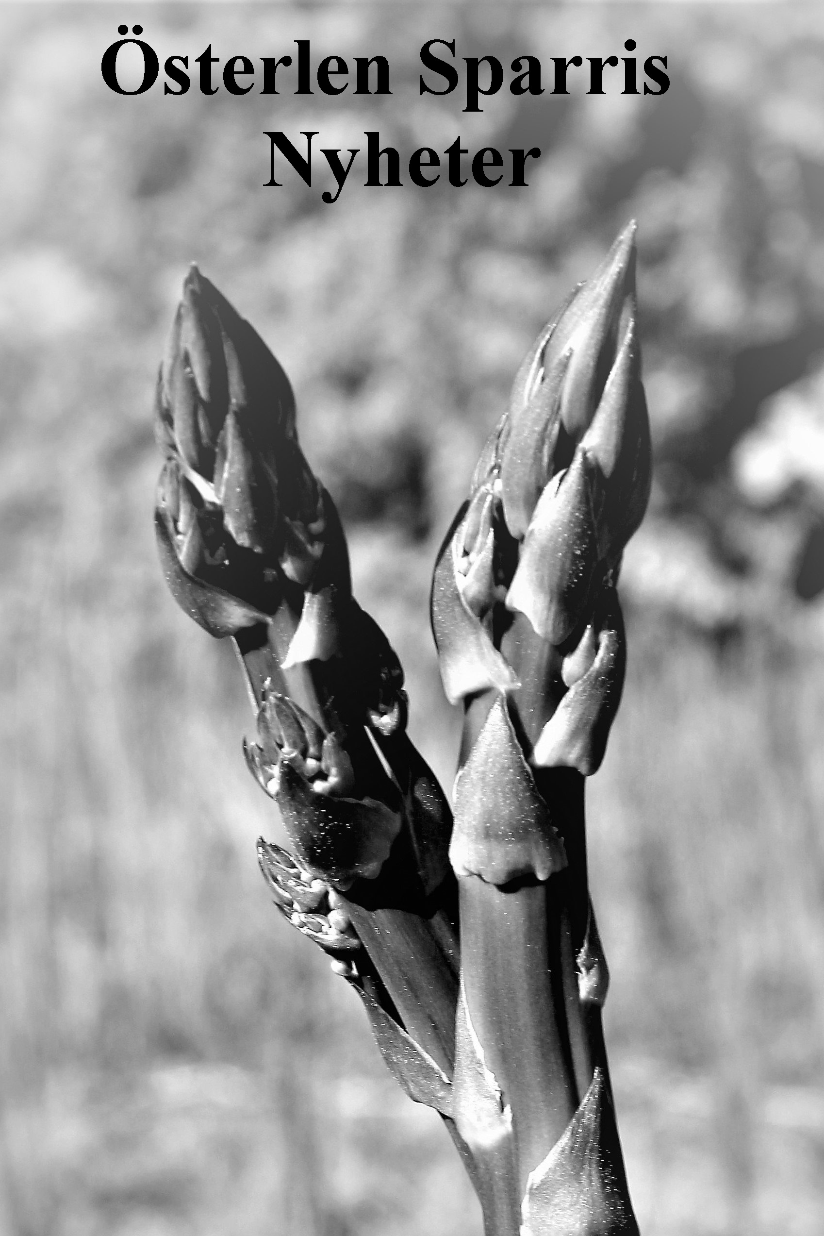 Sparrisplantor – Österlen Sparris