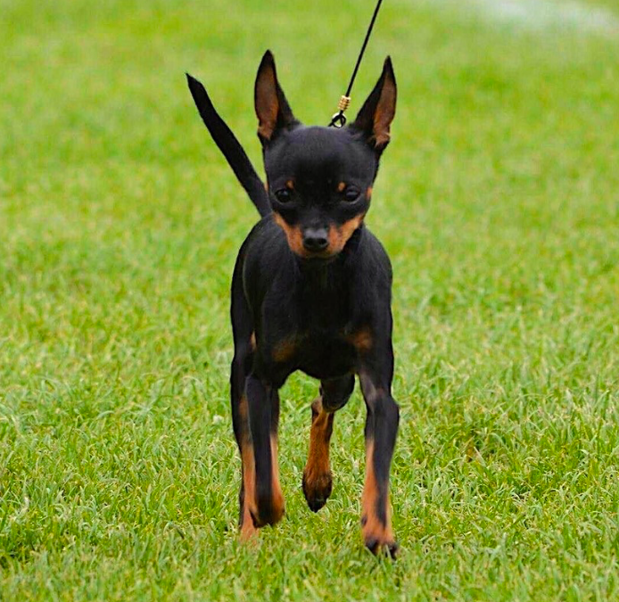 Finalplaceringar – SRTK