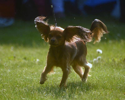 Toppen 2019 Långhår – SRTK