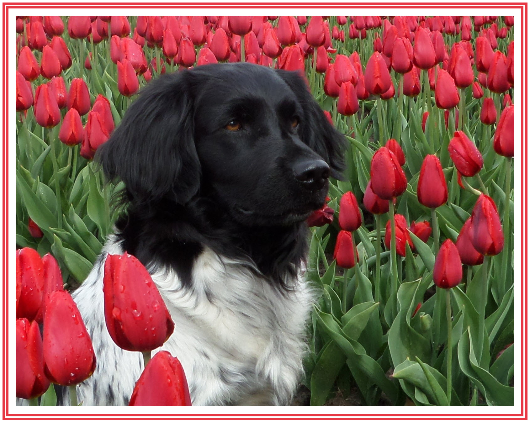 november 2016 – Svenska Stabijhounklubben