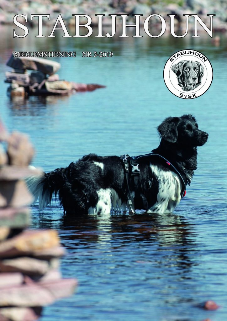 Stabijhoun 3 för 2019 skickad – Svenska Stabijhounklubben