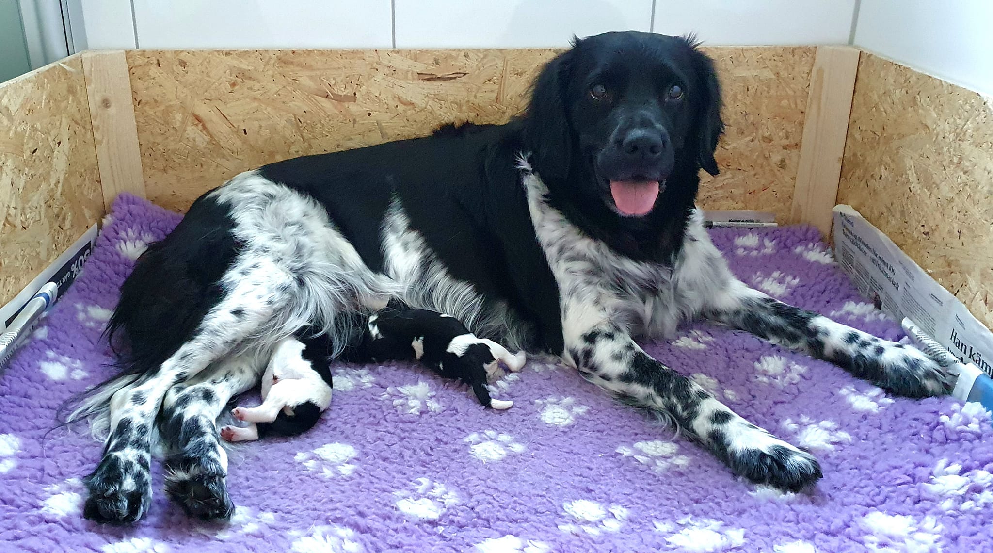 Valpar till salu – Svenska Stabijhounklubben