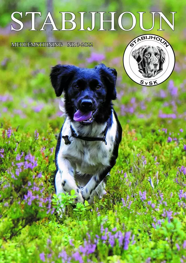 Stabijhoun 3 för 2022 är klar – Svenska Stabijhounklubben