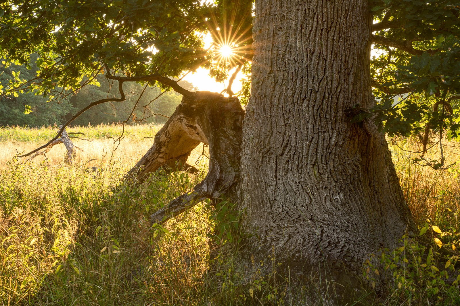 The Bending Tree – Bill Ferngren Photography