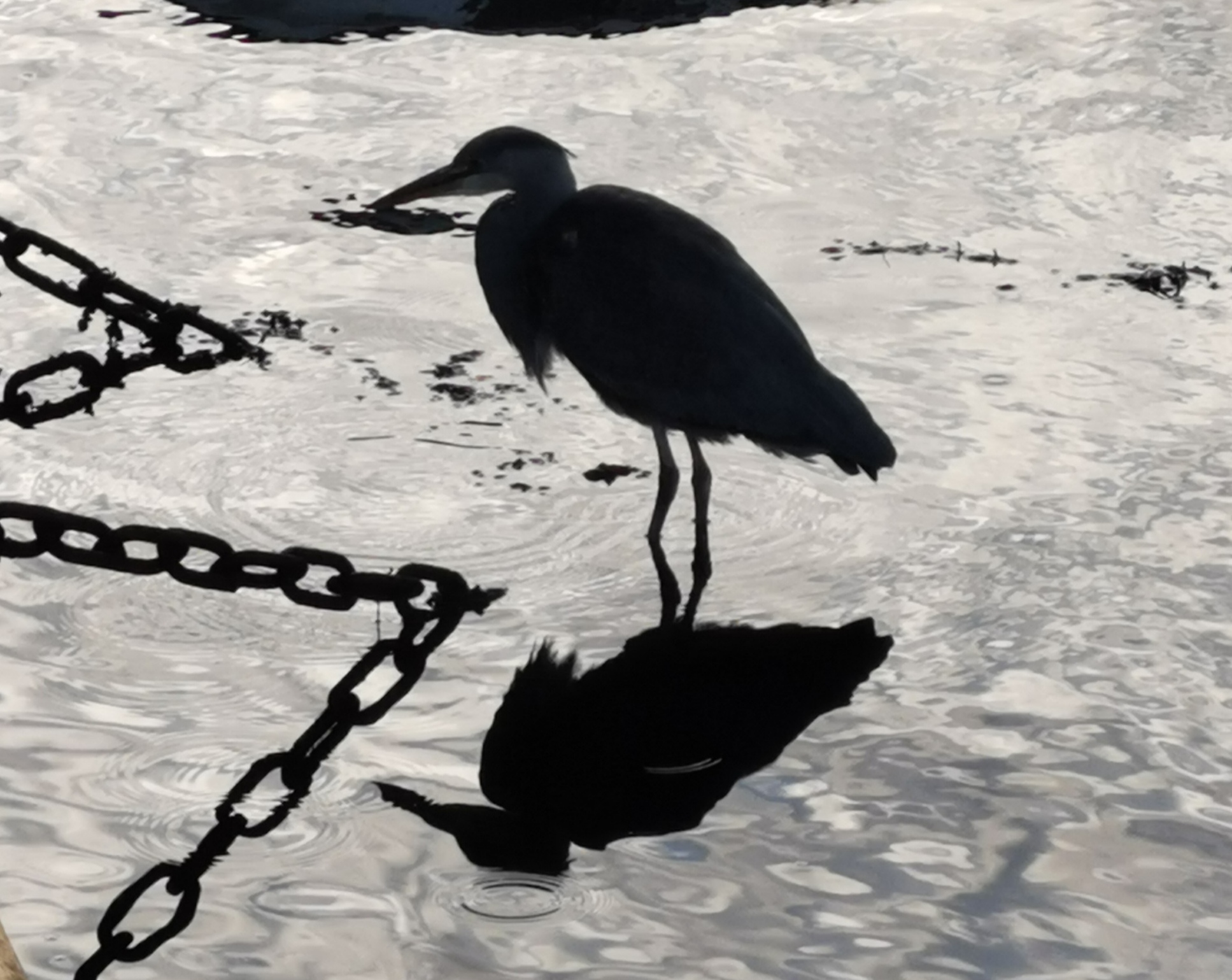 Urban hegre - Stord Ront