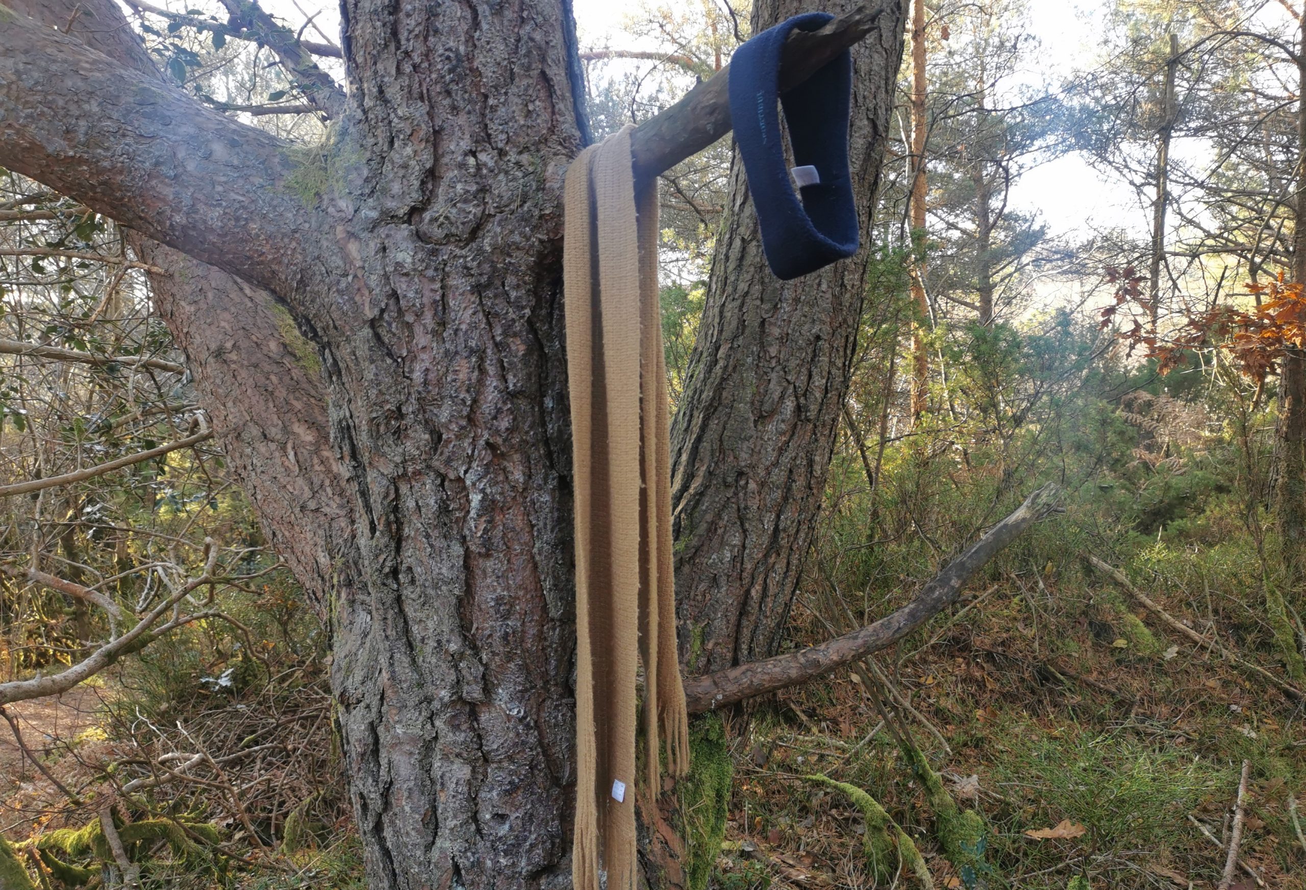 På ei grein ved stien - Stord Ront