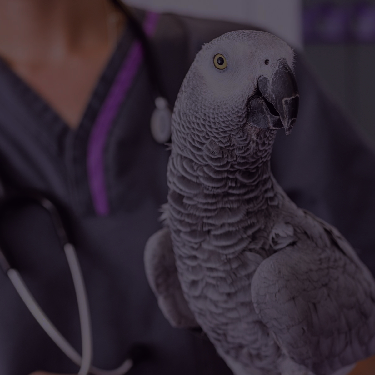 Resources - View All Exotic Resources | Suffolk Exotic Vets