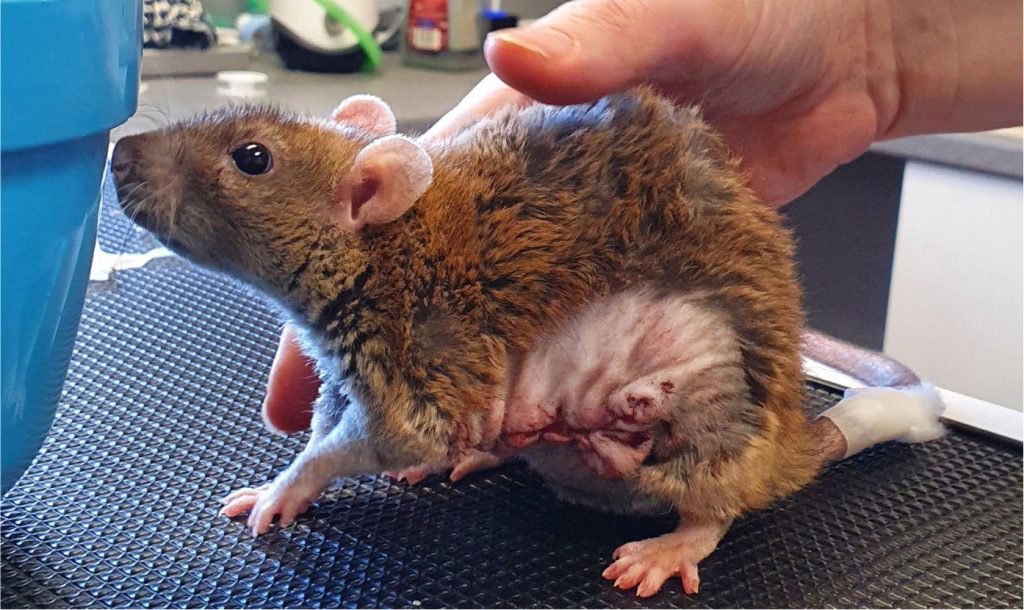 Rat Lump Surgey - Case Study | Suffolk Exotic Vets