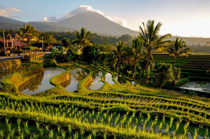 A complete guide to Jatiluwih Rice Terraces in Bali (2023)