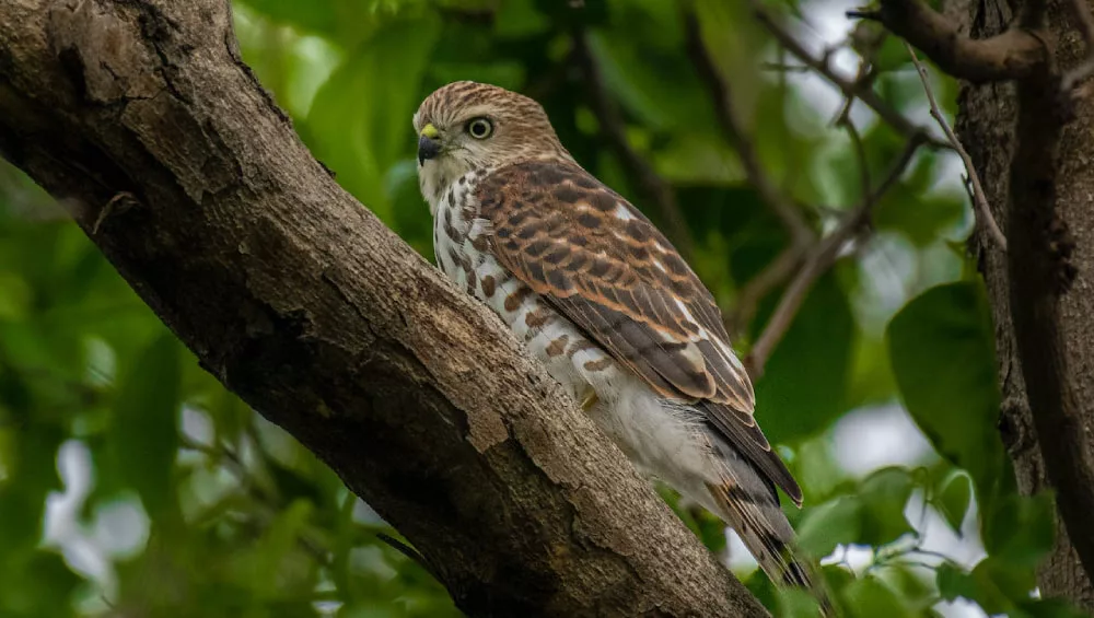 Discover Mauritius Island's Unique Fauna and Flora