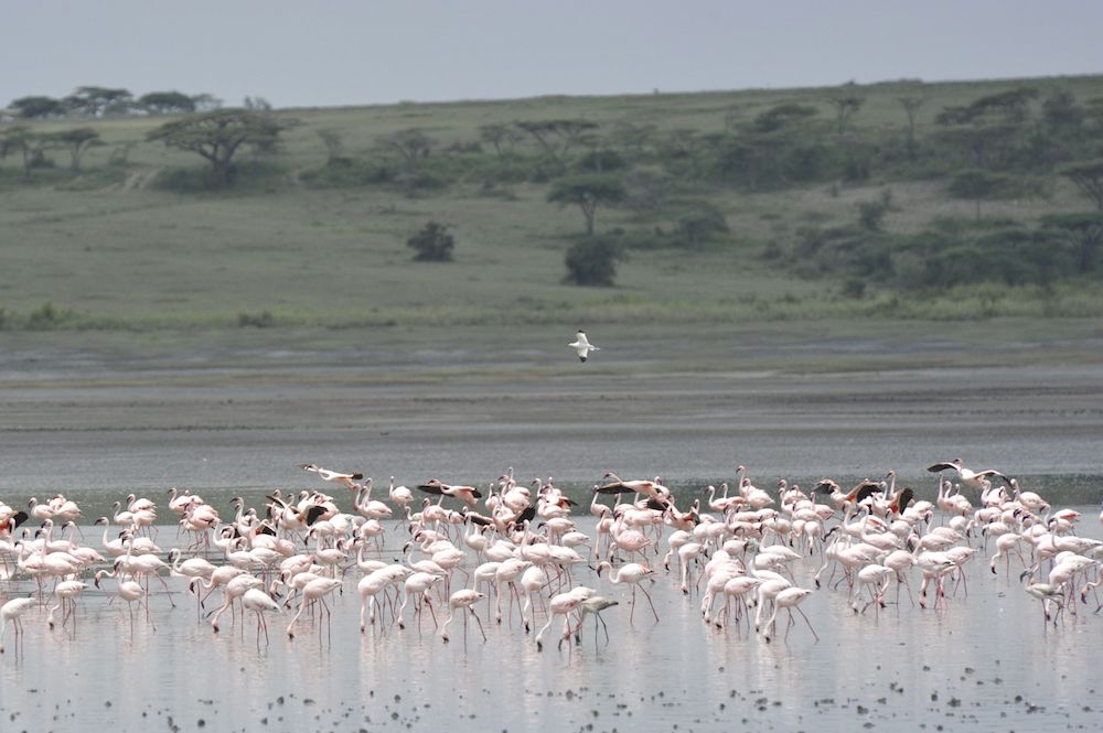 Manyara National Park - Tanzania Parks Adventure