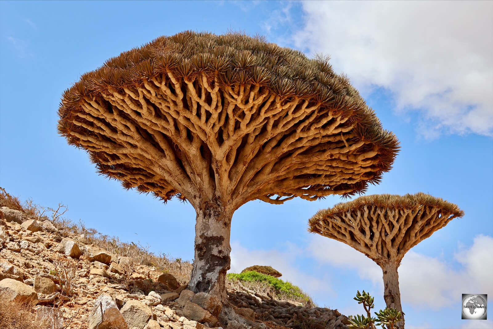 Socotra Photo Gallery - taste2travel